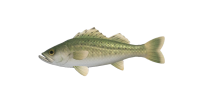 Fische (New Horizons) - Animal Crossing Wiki